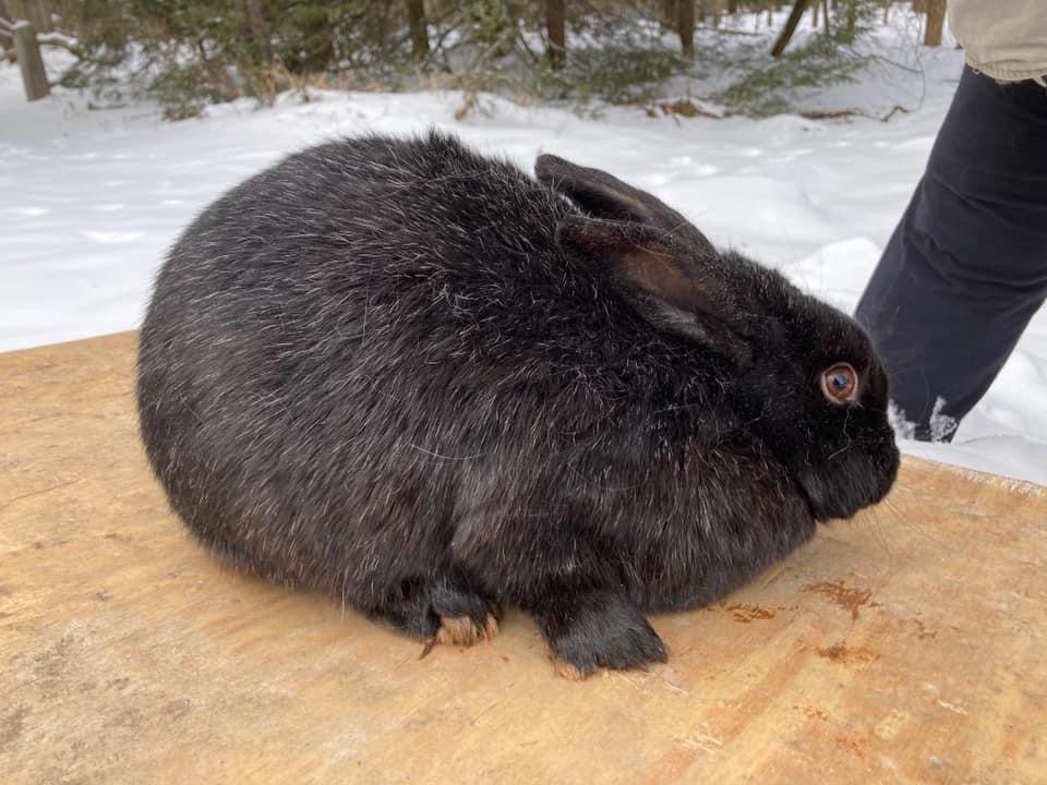 Heritage Rabbits – Cabinworks Homestead