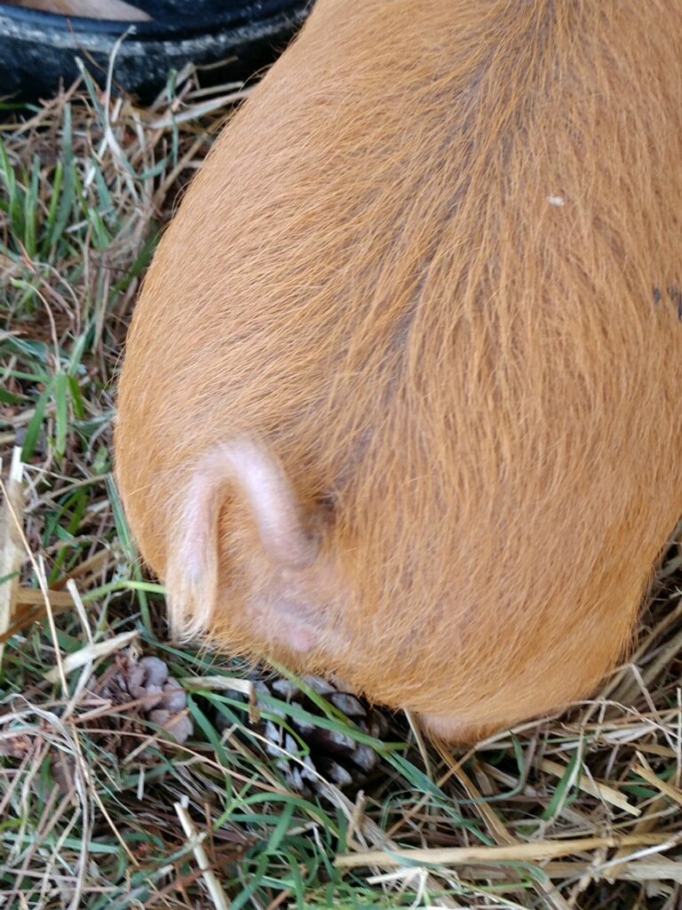 Kunekune Pigs – Cabinworks Homestead